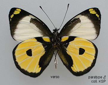 Papua Insects Foundation (Lepidoptera/Pieridae/Pierinae(Delias sigit)